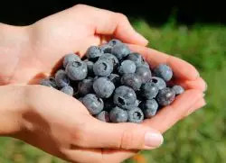 Mali ya matibabu ya blueberries.