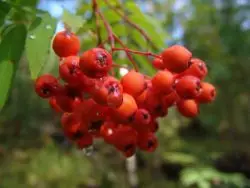 Red Rowan foydali xususiyatlari