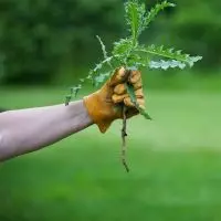 Luchando malezas en el jardín.