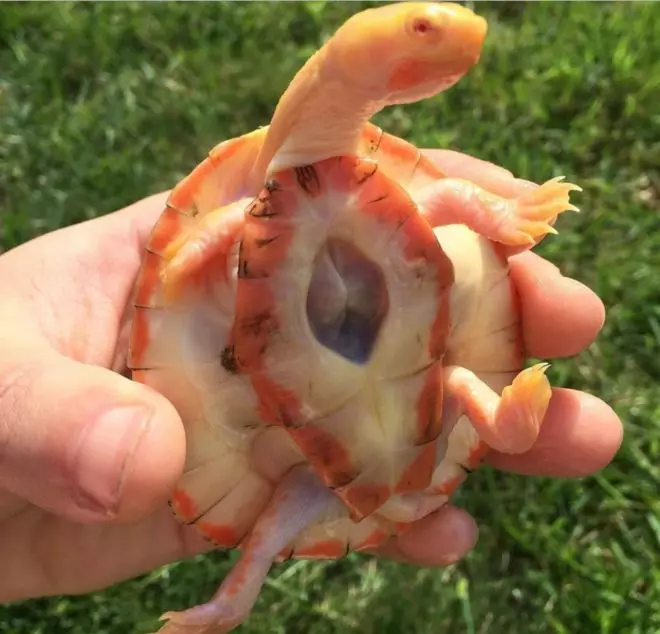 Turtle Albino