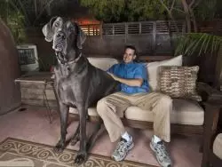 The biggest breed of dogs