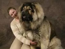 The biggest dog