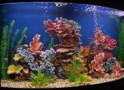 Decor fir Aquarium