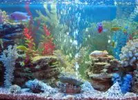 ديكور لaquarium9