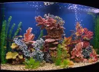 Դեկոր Aquarium6- ի համար: