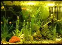 Decor fir Aquarium7