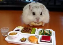 Siz hamsterlarni boqolmaysiz 1