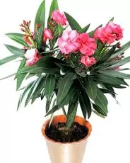 Oleander keamer