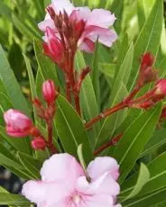 Oleander thuis