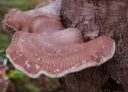 ಮಶ್ರೂಮ್ ಚಾಗಾ ಮೆಡಿಕಲ್ ಪ್ರಾಪರ್ಟೀಸ್