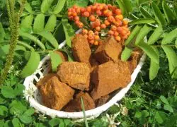 البتولا الفطر CHAGA العلاج