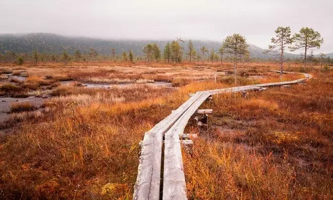 Forests and swamps