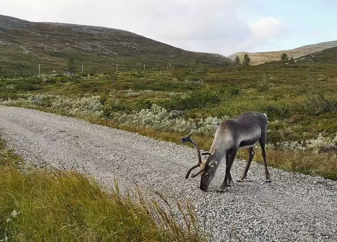 Maastik ja bioloogiline mitmekesisus Pallase Yullostunturi