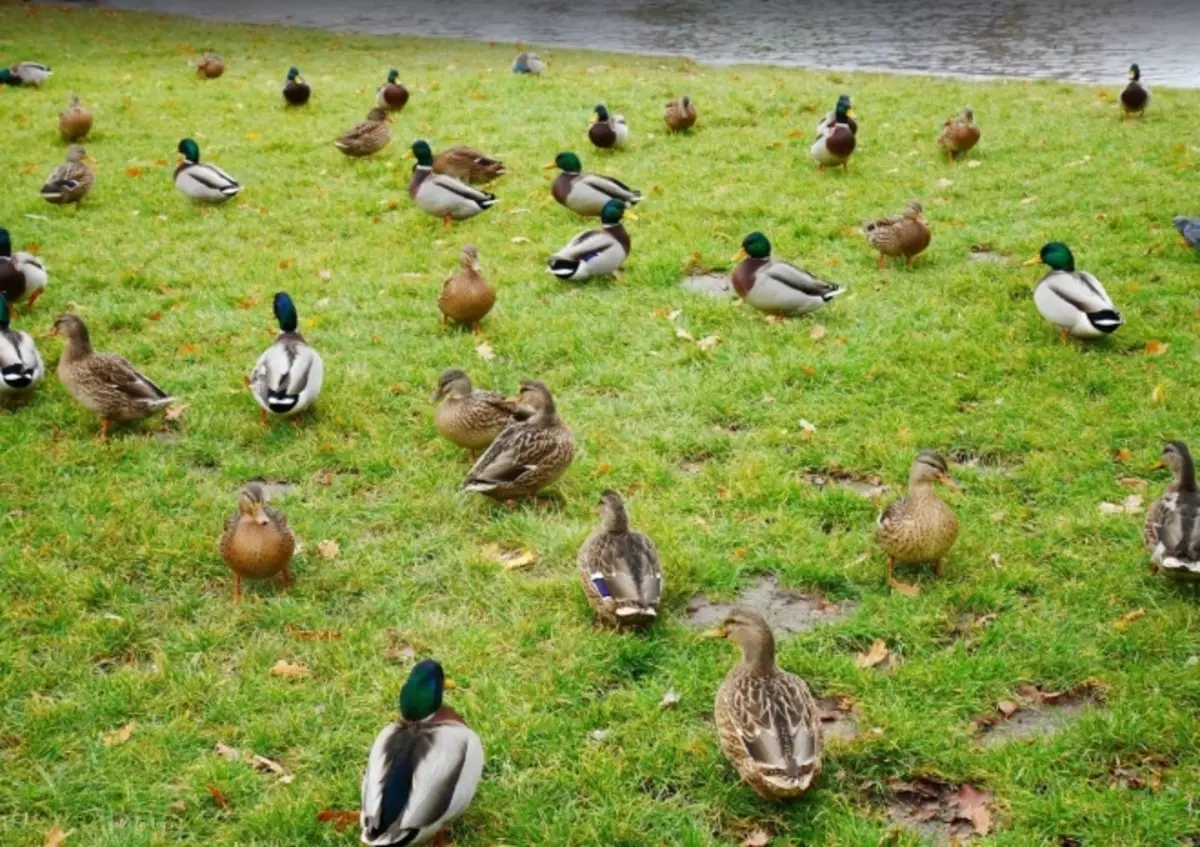 Am Ufer der Reservoire gibt es viele Enten