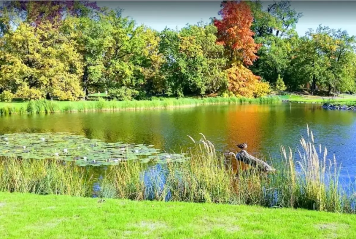 پاڻي جي لولي lake ن in ۾ bloom ڙا