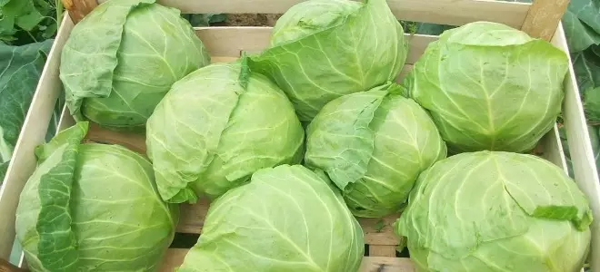 Uburyo bwo Kubika Cabbage