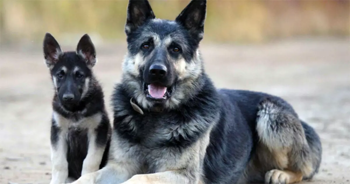 Şərqi Avropa Shepherd - Təsvir Standard və tarixi cins, Character və Rəng Xüsusiyyətlər