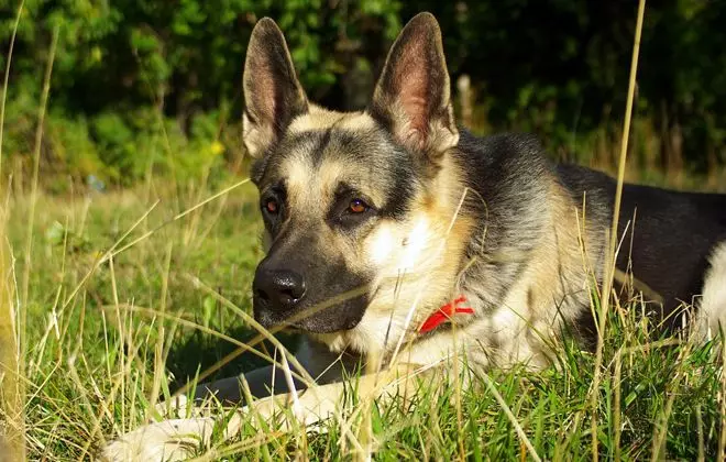 Oost-Europese herder - voor- en nadelen, kenmerken van zorg en opleiding, mogelijke ziekten 8259_7