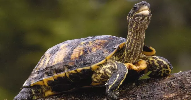 How to care for land turtle - Rules and important nuances of content