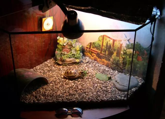 How to care for land turtle at home - terrariah equipment, feeding, shelling 8293_3