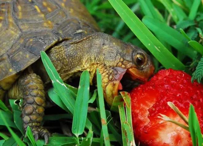 How to care for land turtle at home - terrariah equipment, feeding, shelling 8293_4