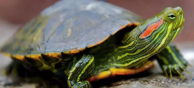 Schildkröten hausgemachte