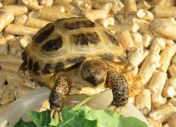 Mga sikat na uri ng lupa home turtles 1 (Central Asian Turtle 1)