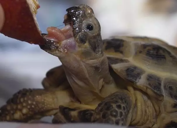 Beliebte Arten von Land zu Hause Schildkröten 2 (Central Asian Turtle 2)