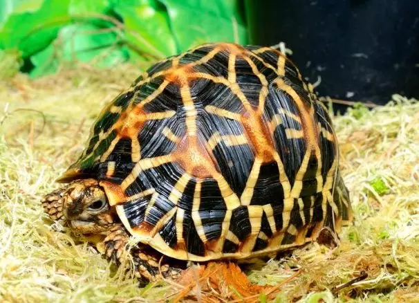 Beliebte Arten von Land zu Hause Schildkröten 3 (Stern Schildkröte 1)