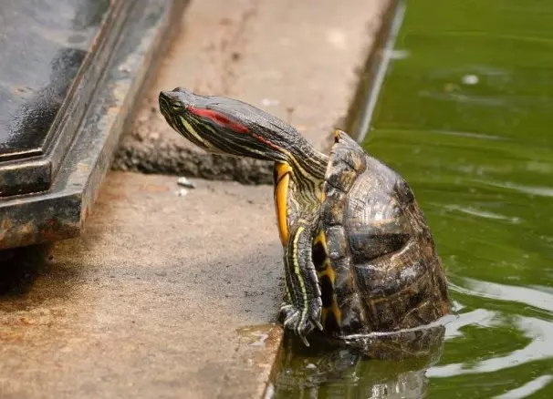 Mga Uri ng Aquatic Domestic Turtles 2 (Red Turtle 2)