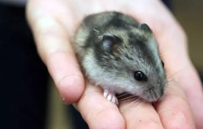 Djunjar hamster - Maslahat bermek, köpeltmek, gyzykly atlaryň we faktlaryň aýratynlyklaryny maldarçylygyň aýratynlyklaryny we faktlarynyň aýratynlyklaryny öwretmek 8319_6