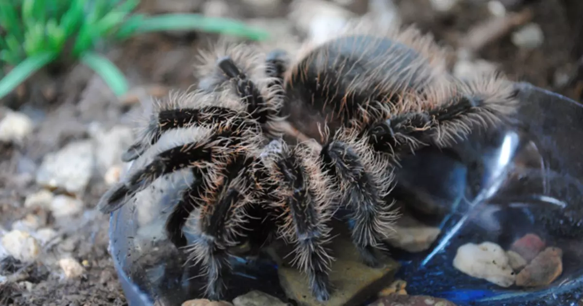 Spider-bird - နေတဲ့နေရာမှာဖော်ပြချက်တစ်ခု, ဘယ်လိုပုံလဲ, ဘယ်လောက်အထိအသက်ရှင်သလဲ။