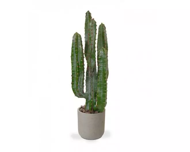 Cactus Jofi - Ki jan yo koupe, transplantasyon ak difize, maladi posib 8364_3