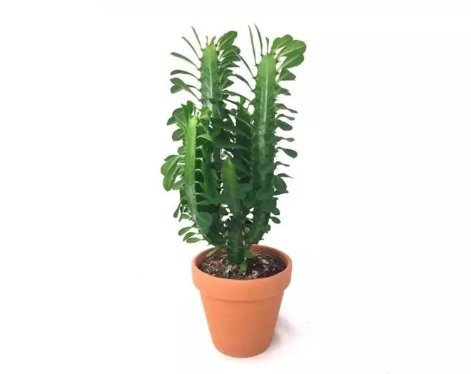 Cactus jofi - قانداق كېسىش, كۆچۈرۈش ۋە تەشۋىق قىلىش مۇمكىن 8364_4