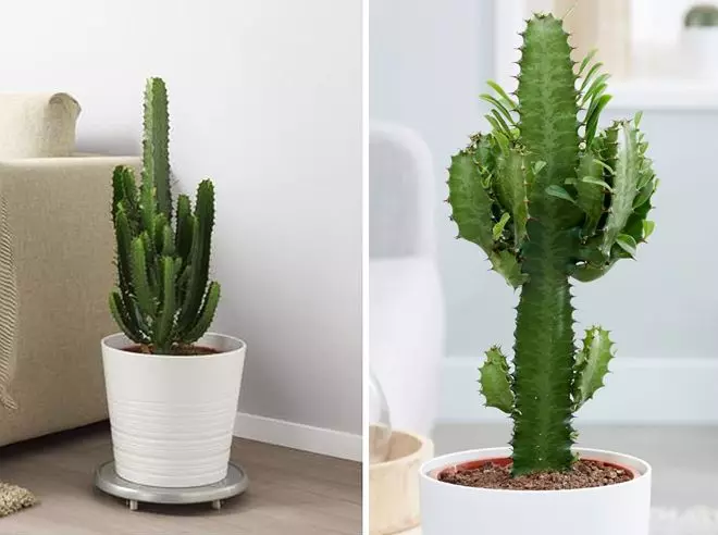 Cactus jofi - قانداق كېسىش, كۆچۈرۈش ۋە تەشۋىق قىلىش مۇمكىن 8364_8