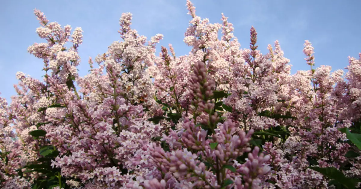 Macarıstan Lilac - təsviri, əsas xüsusiyyətləri, məşhur sortlarının, yer və açılış qaydaları