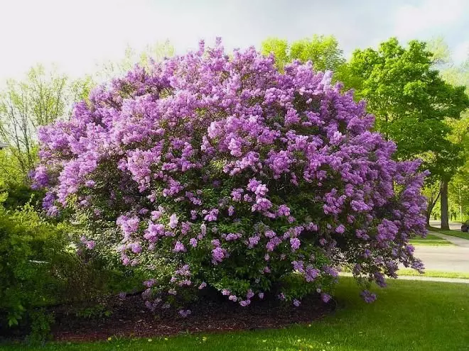 Lilac Holac - ibiranga ubwitonzi, ubworozi no guterwa, indwara zishoboka, zikoresha mu nyamaswa 8466_7