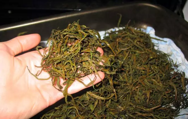 How to collect Ivan tea, dry and ferment, storage features 8812_3