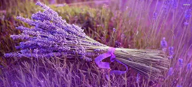 capelli olio essenziale di lavanda