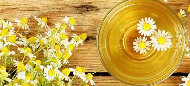 Chamomile - ကုထုံးဂုဏ်သတ္တိများနှင့် contraindications ။ Chamomile ဆေးဆိုင် - ဆေးဘက်ဆိုင်ရာဂုဏ်သတ္တိများနှင့်လျှောက်လွှာ 9814_4