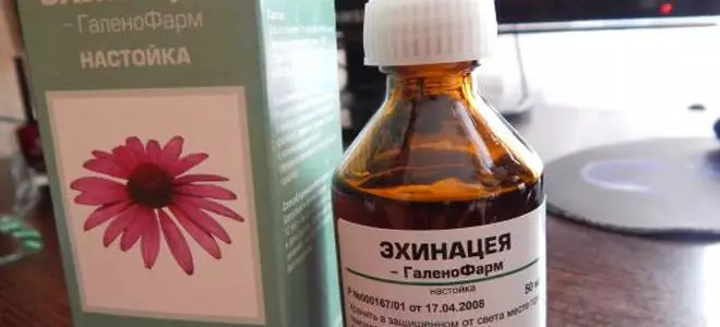 Тинктура ехинацеа пурпурна за имунитет, од студ, со HPV - како да се земе? 9849_3