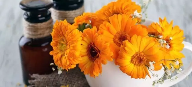 تنتور Calendula برای مو، Calendula برای مو، تزریق Calendula - کاربرد برای رشد 9855_2