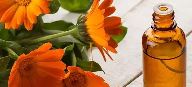 تنتور Calendula برای مو، Calendula برای مو، تزریق Calendula - کاربرد برای رشد 9855_3