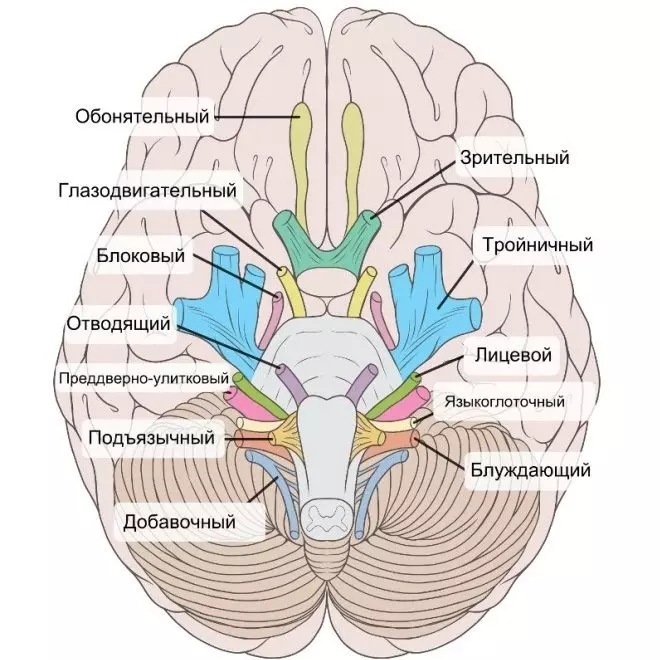 Südame ja aju närvid, 12 paari kraniaalsed aju närvid, kraniaalnärvid - tabel, funktsioonid 9992_3