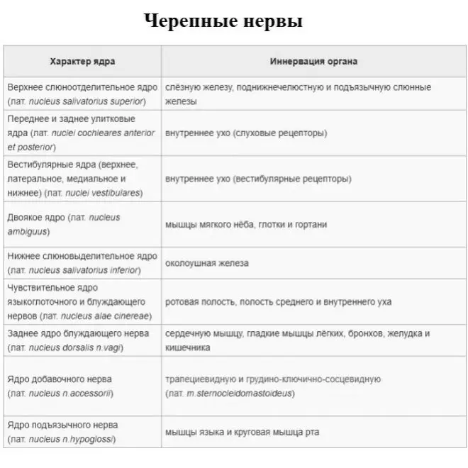 Širdies ir smegenų nervai, 12 porų kranialinių smegenų nervų, kaukiojančių nervų - stalo, funkcijos 9992_6